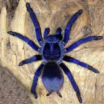 Tarantula – My Home Nature