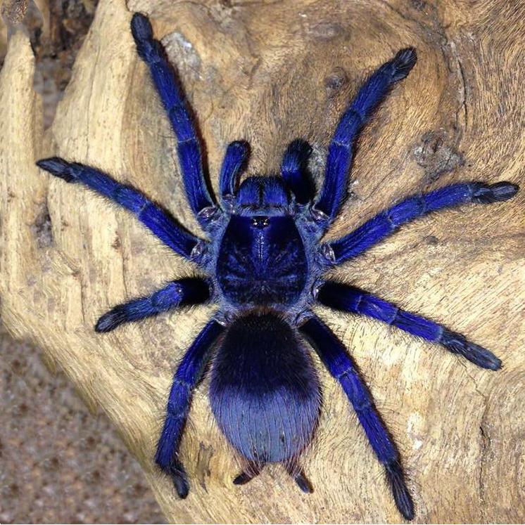 Iridescent Blue Tarantula (Pterinopelma sazimai) for Sale | My Home Nature