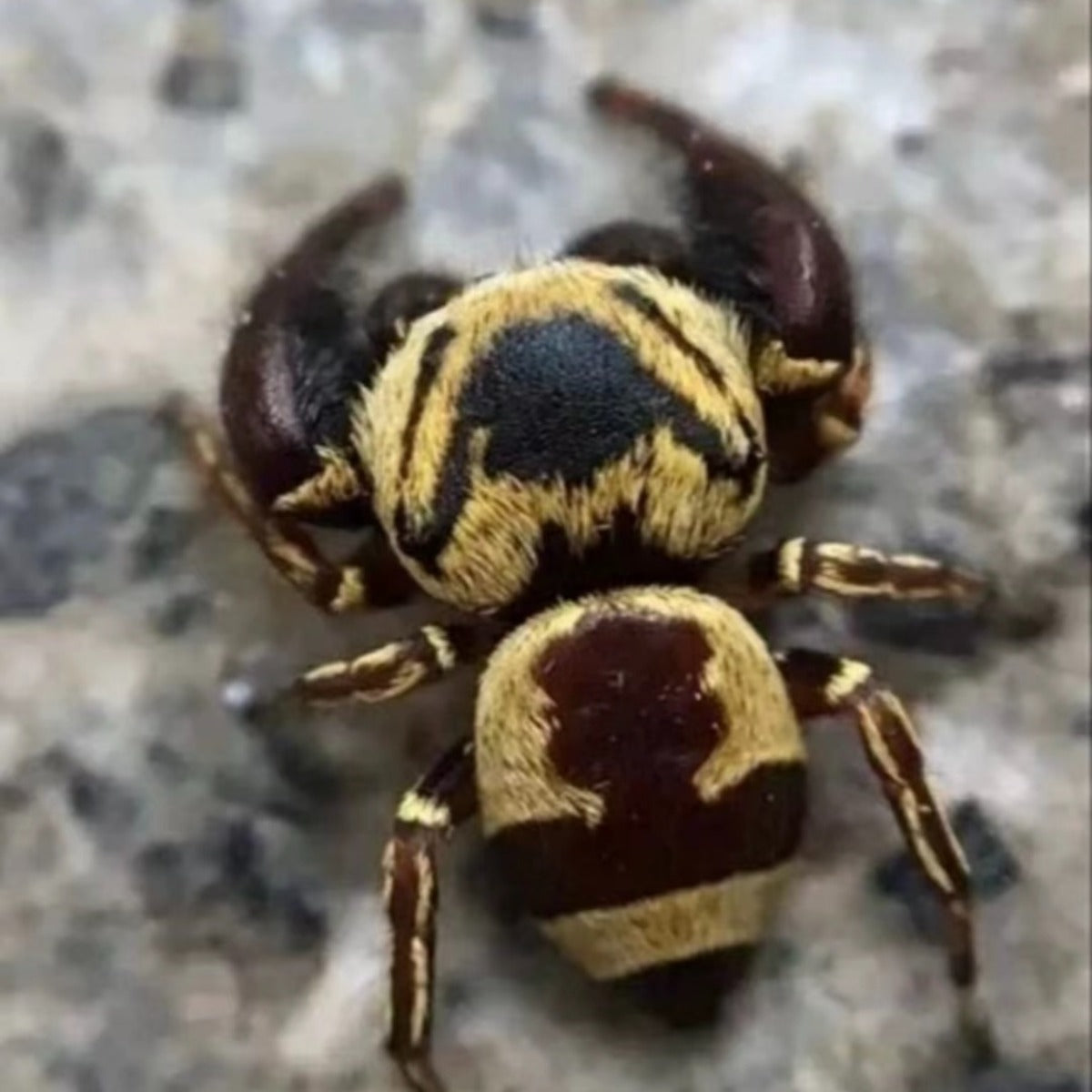 Fat Tiger Jumping Spider ( Rhene flavigera ) for Sale | My Home Nature