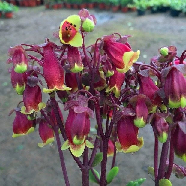 Kalanchoe Wendy Flowers ( Kalanchoe manginii ) for Sale | My Home Nature