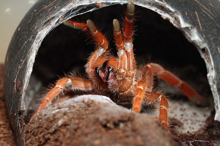 King Baboon Tarantula (Pelinobius muticus) for Sale | My Home Nature