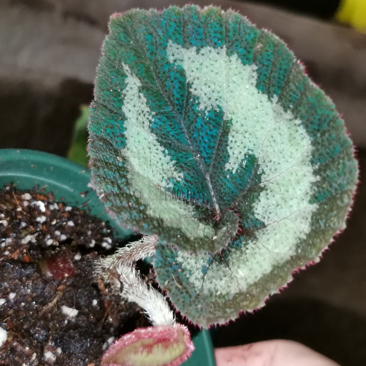 King Begonia (Begonia rex Putz) for Sale | My Home Nature