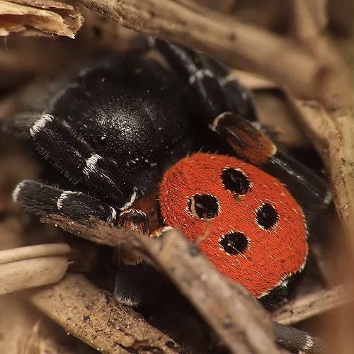 Ladybird Spider\Velvet Spider for Sale | My Home Nature