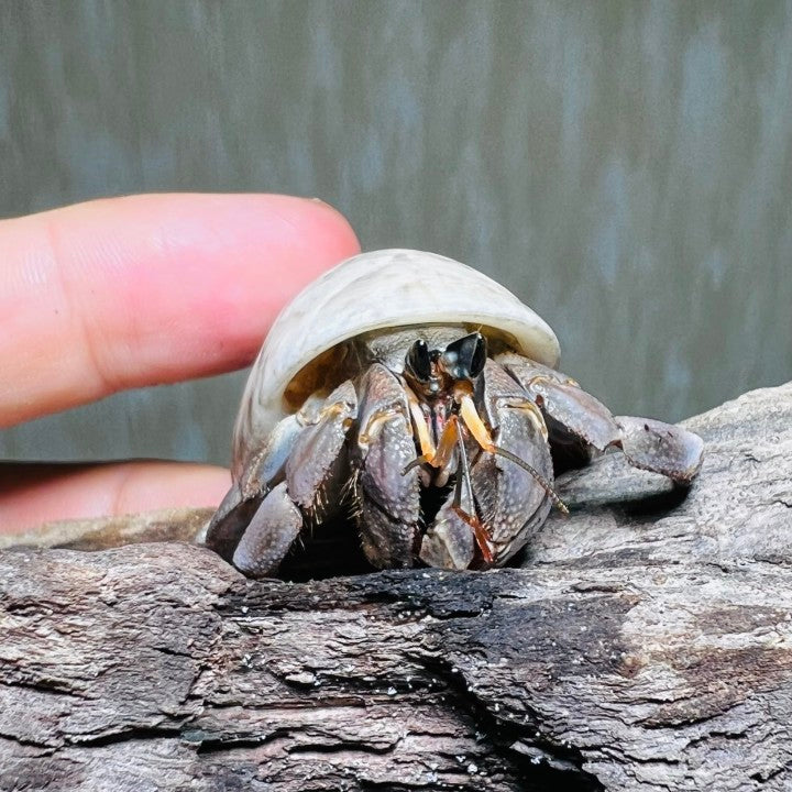 Land Hermit Crab – My Home Nature