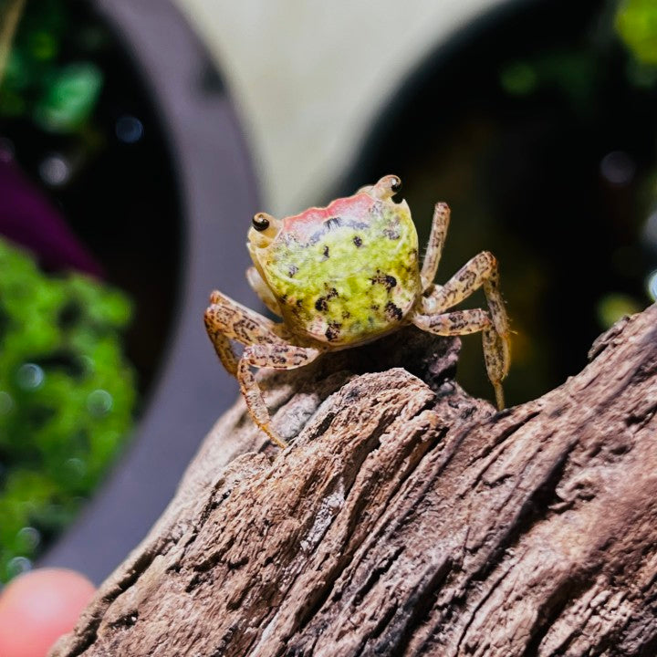 Batik Crab (Metasesarma obesum var. Green) for Sale | My Home Nature
