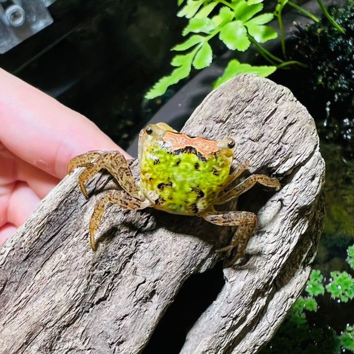 Batik Crab (Metasesarma obesum var. Green) for Sale | My Home Nature