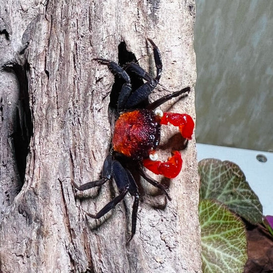 Red Devil Vampire Crab (Geosesarma hagen) for Sale | My Home Nature