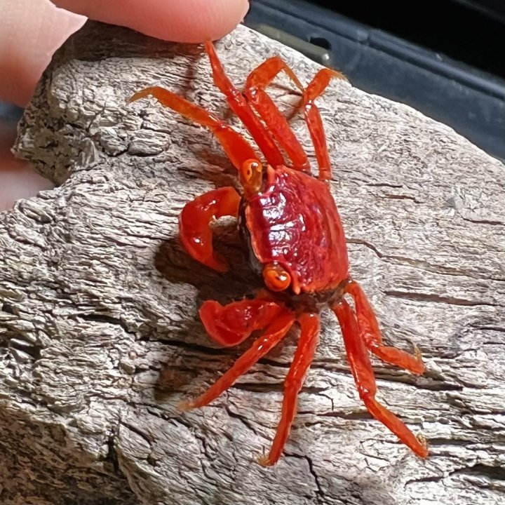 Tomato Vampire Crab (Geosesarma “Red Ruby”) for Sale | My Home Nature