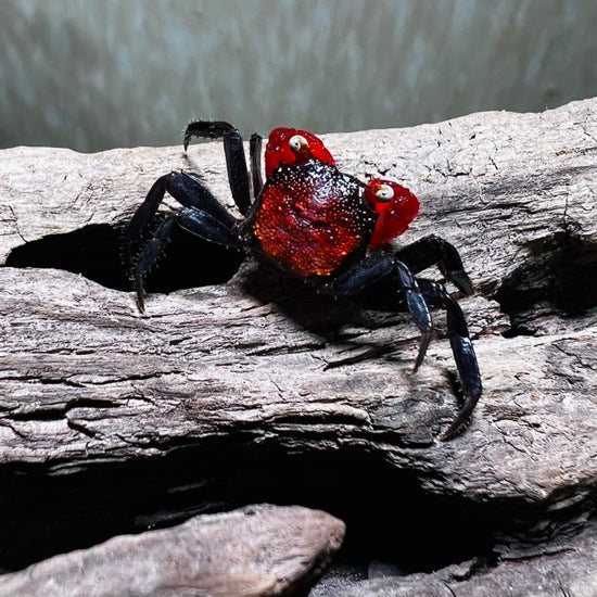 Red Devil Vampire Crab (Geosesarma hagen) for Sale | My Home Nature