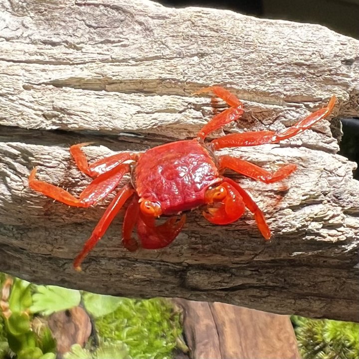 Tomato Vampire Crab (Geosesarma “Red Ruby”) for Sale | My Home Nature