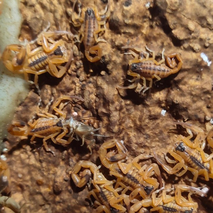 Scorpion – My Home Nature