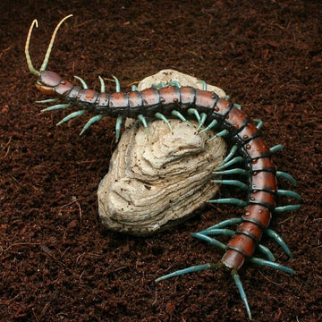 Centipedes – My Home Nature