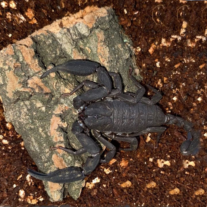 Scorpion – My Home Nature