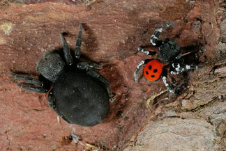 Ladybird Spider\Velvet Spider for Sale | My Home Nature