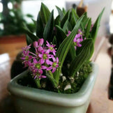 Ledebouria cooperi for Sale | My Home Nature