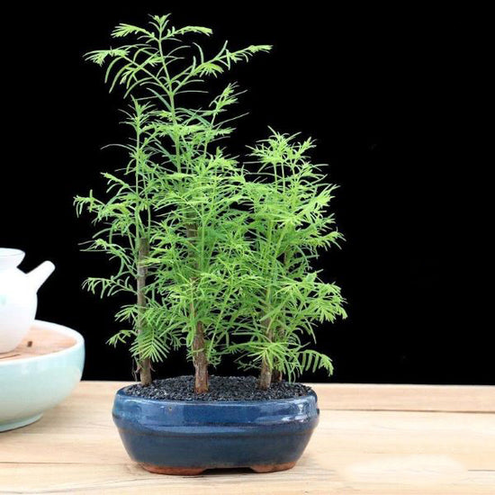 Chinese Redwoods (Metasequoia sp) for Sale | My Home Nature