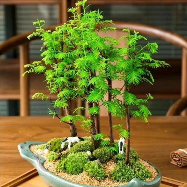 Chinese Redwoods (Metasequoia sp) for Sale | My Home Nature