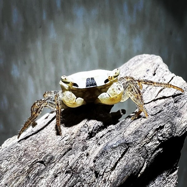 Batik Crab (Metasesarma obesum Var Whiter.) for Sale | My Home Nature