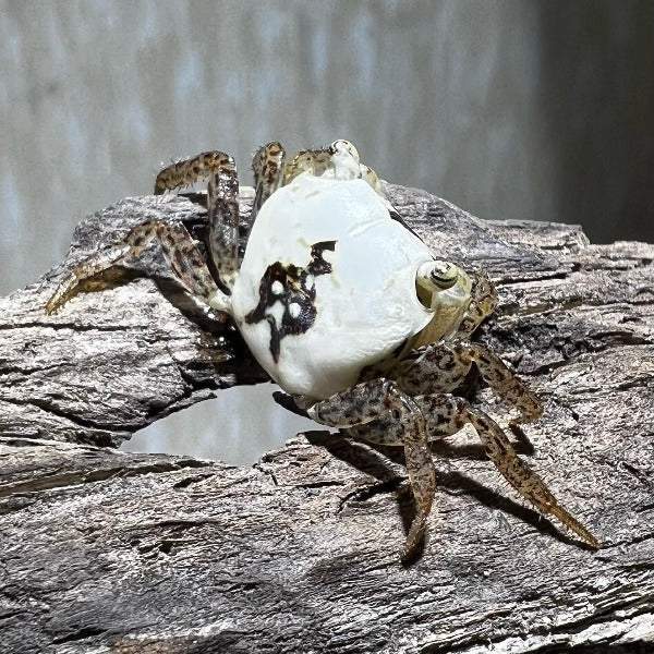 Batik Crab (Metasesarma obesum Var Whiter.) for Sale | My Home Nature