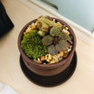 Micro Strawberry Begonia ( Saxifraga stolonifera ) for Sale | My Home ...