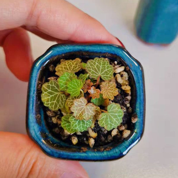 Micro Strawberry Begonia ( Saxifraga stolonifera ) for Sale | My Home ...