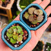 Micro Strawberry Begonia ( Saxifraga stolonifera ) for Sale | My Home ...