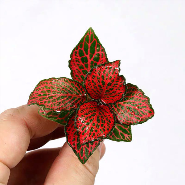 Mini Red Veined ( Fittonia Albivenis) for Sale | My Home Nature