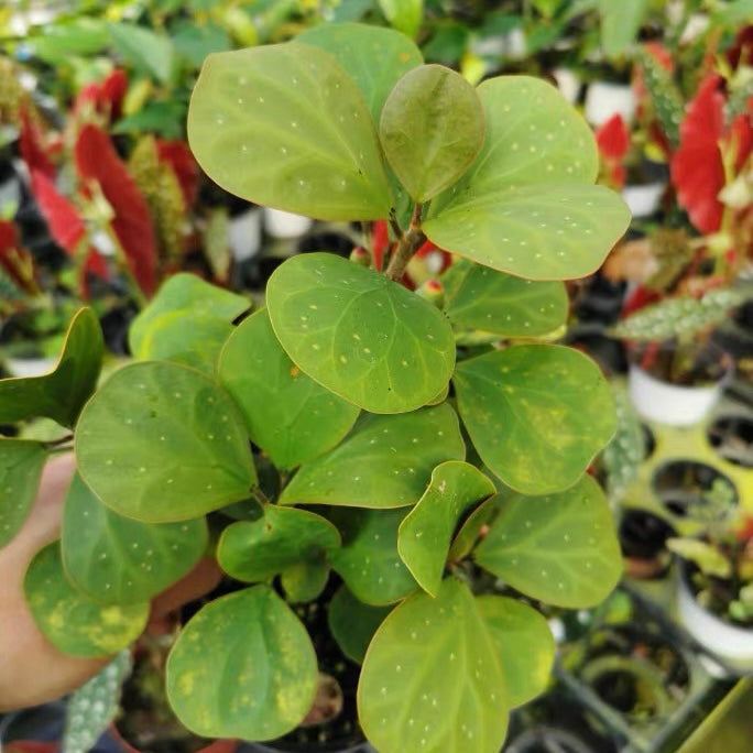 Mistletoe Fig (Ficus deltoidea gold) for Sale | My Home Nature
