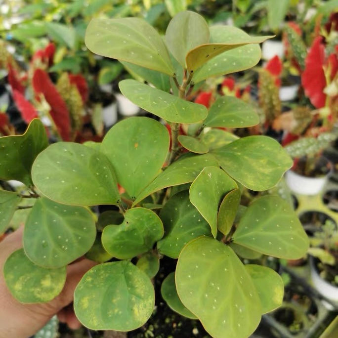 Mistletoe Fig (Ficus deltoidea gold) for Sale | My Home Nature