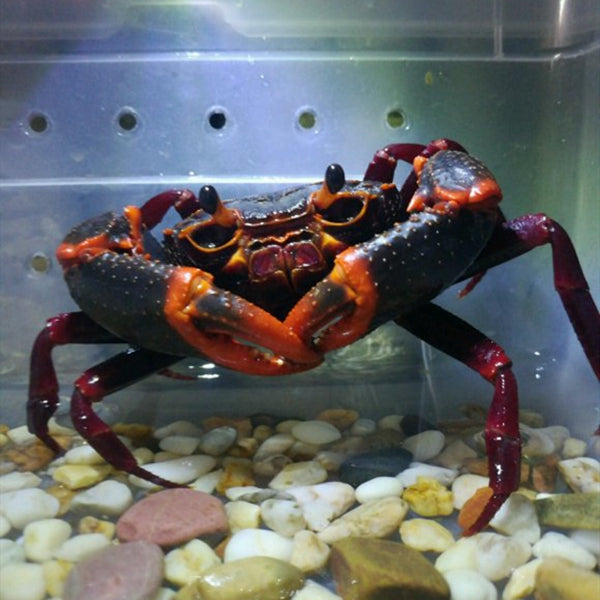 Red & Dark Green Lightning Crab (Neotiwaripotamon whiteheadi) for Sale ...
