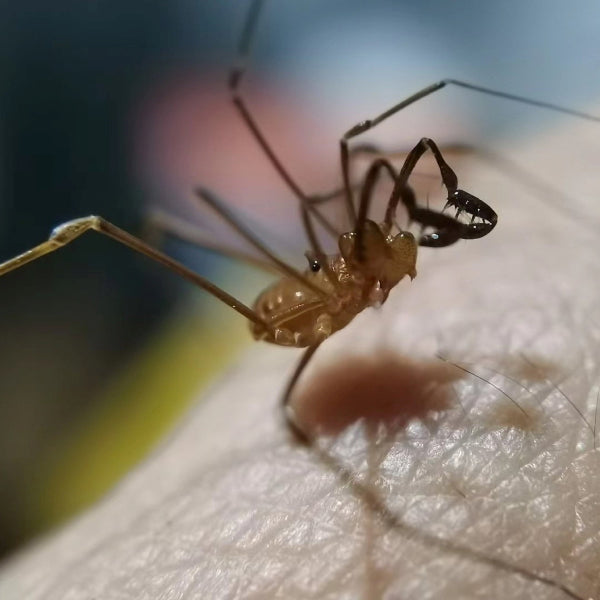 Opiliones sp. yellow body for Sale | My Home Nature