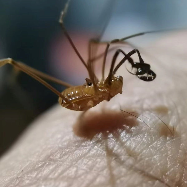 Opiliones sp. yellow body for Sale | My Home Nature