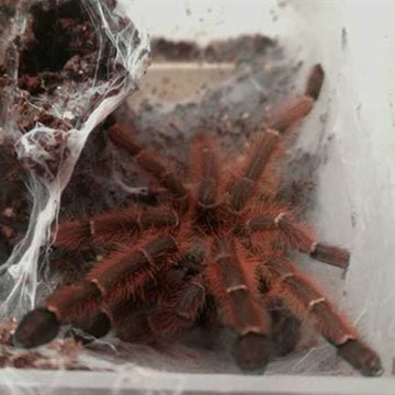 Tarantula – Page 2 – My Home Nature