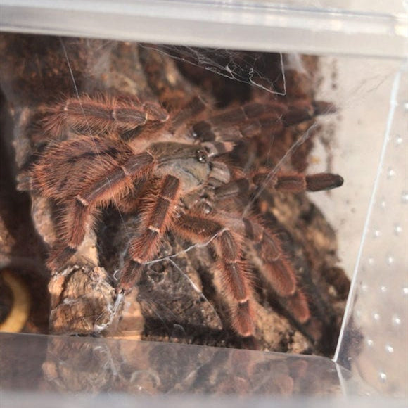 Peach Earth Tiger Tarantula (Phormingochilus sp rufus) for Sale | My ...