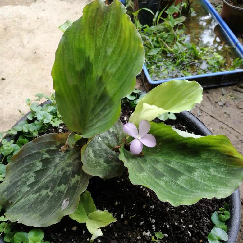 Peacock Ginger ( Kaempferia pulchra ) for Sale | My Home Nature
