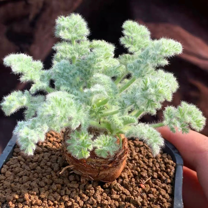 Caudex Plants – My Home Nature