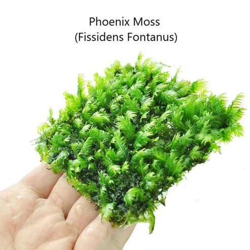 Phoenix Moss (Fissidens nobilis) for Sale | My Home Nature