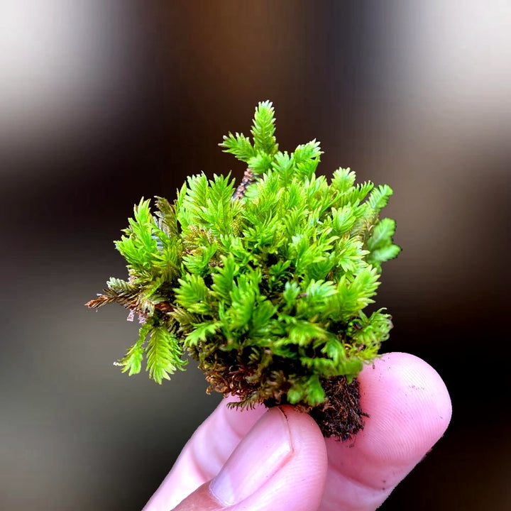 Moss (Terrestrial) – My Home Nature
