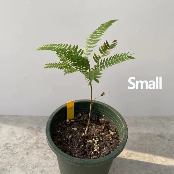 Everfresh Tree ( Pithecellobium confertum ) for Sale | My Home Nature