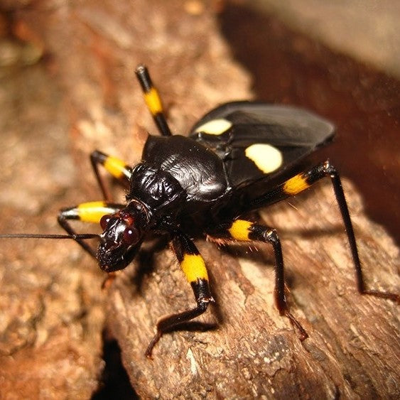 White Spotted Assassin Bug (Platymeris biguttata) for Sale | My Home Nature