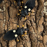 White Spotted Assassin Bug (Platymeris biguttata) for Sale | My Home Nature