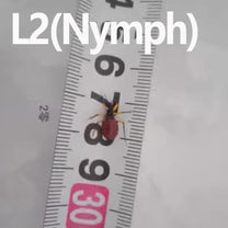 White Spotted Assassin Bug (Platymeris biguttata) for Sale | My Home Nature