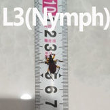 White Spotted Assassin Bug (Platymeris biguttata) for Sale | My Home Nature