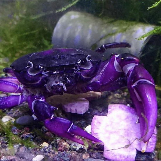 Purple Samurai Crab (Somanniathelphusa sinensis) for Sale | My Home Nature