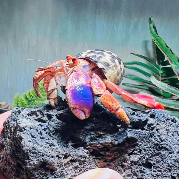 Purple Pincer Land Hermit Crab ( Coenobita clypeatus ) for Sale | My ...