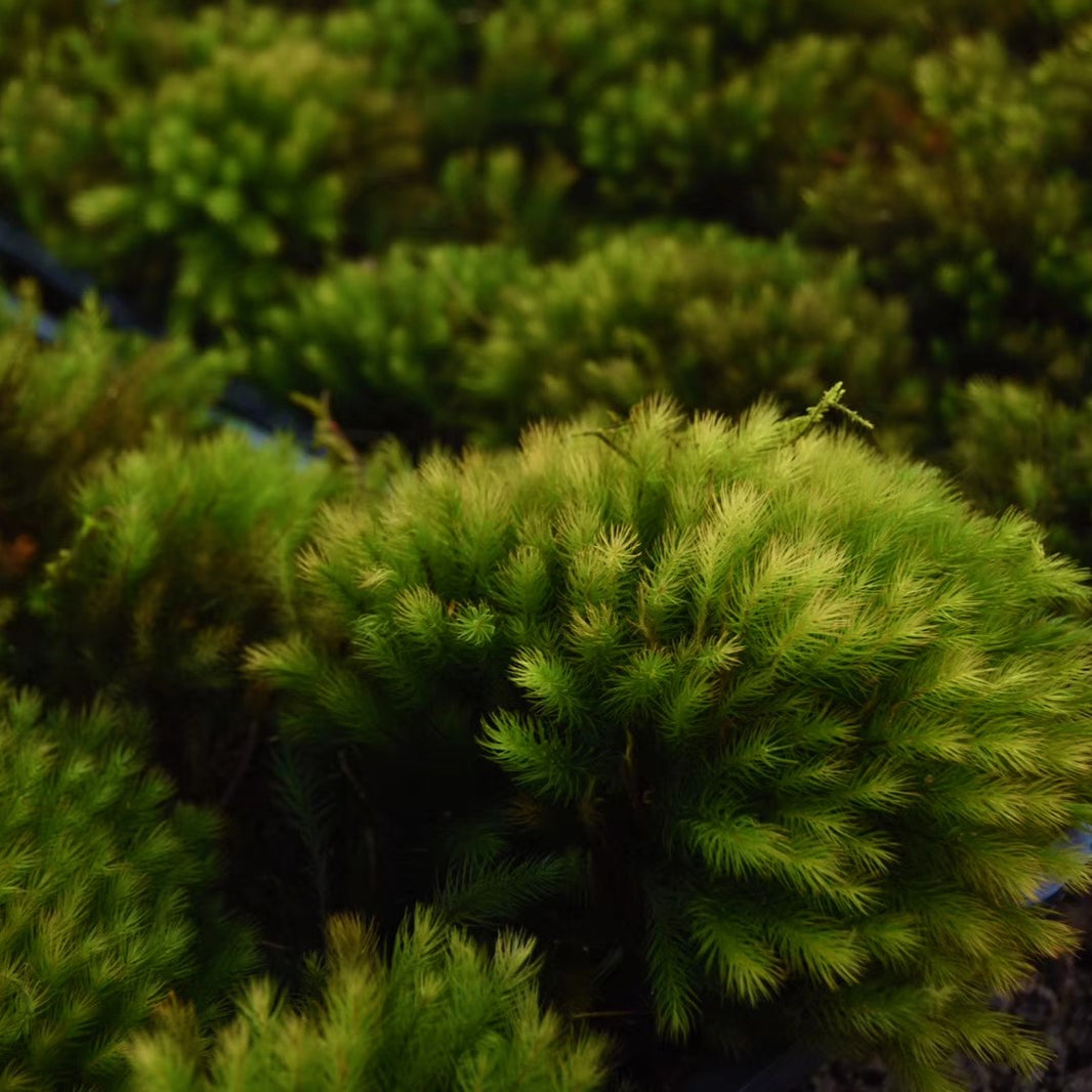Moss (Terrestrial) – My Home Nature