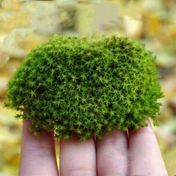 Racomitrium Moss ( Racomitrium canescens ) for Sale | My Home Nature