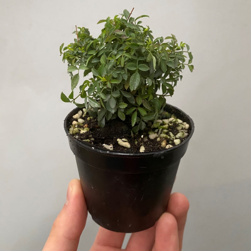 Mini Rose for Sale | My Home Nature