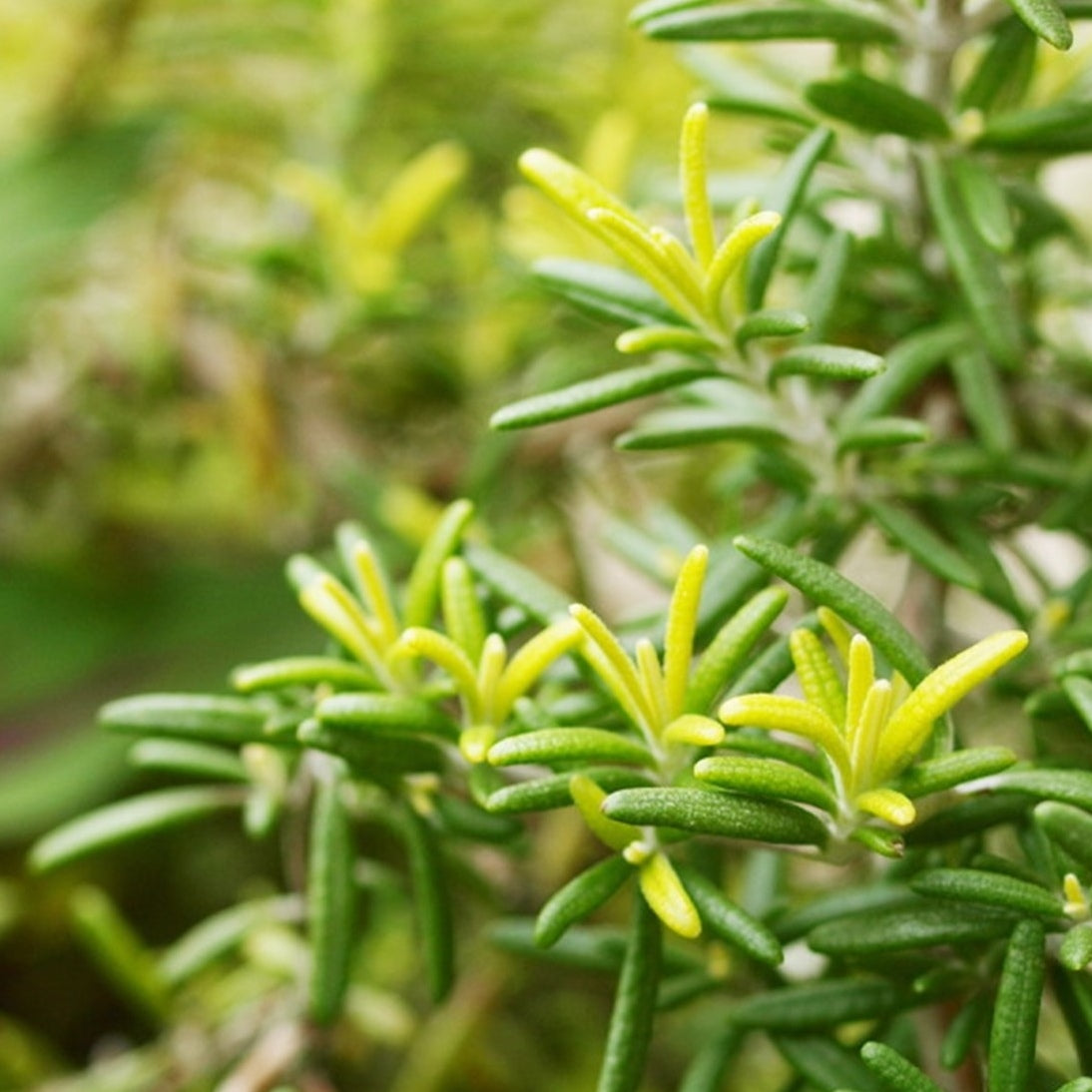 Gold Dust Rosemary (Rosmarinus officinalis) for Sale | My Home Nature