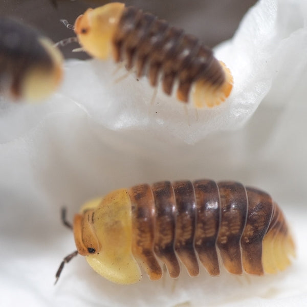 Rubber Ducky Isopod (Cubaris sp. 'Rubber Ducky') for Sale | My Home Nature